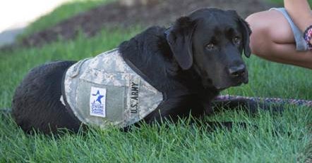 Veterans' therapy goes to the dogs - CBS News