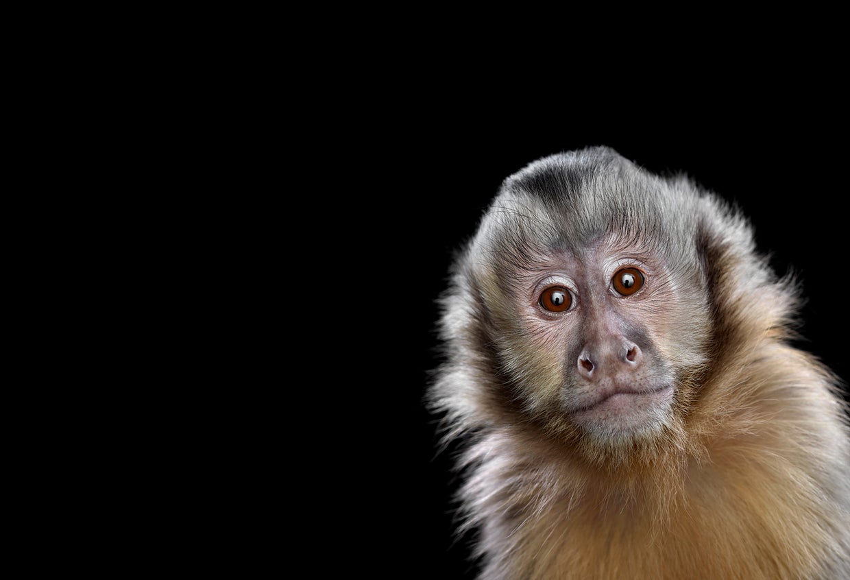 Staring contest: Uncanny animal portraits