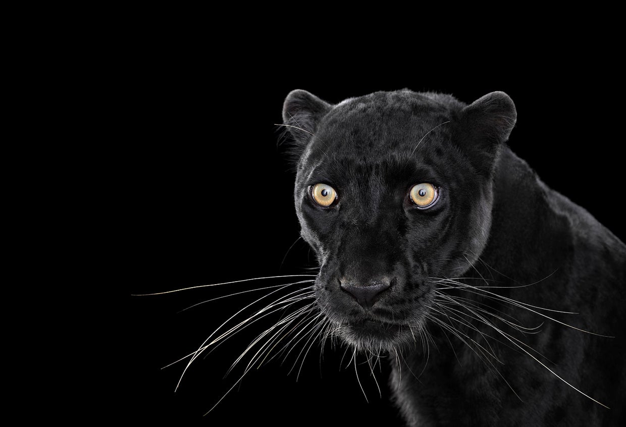 Staring contest: Uncanny animal portraits