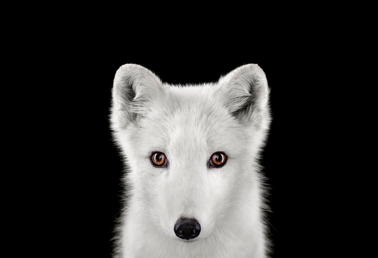 Staring contest: Uncanny animal portraits