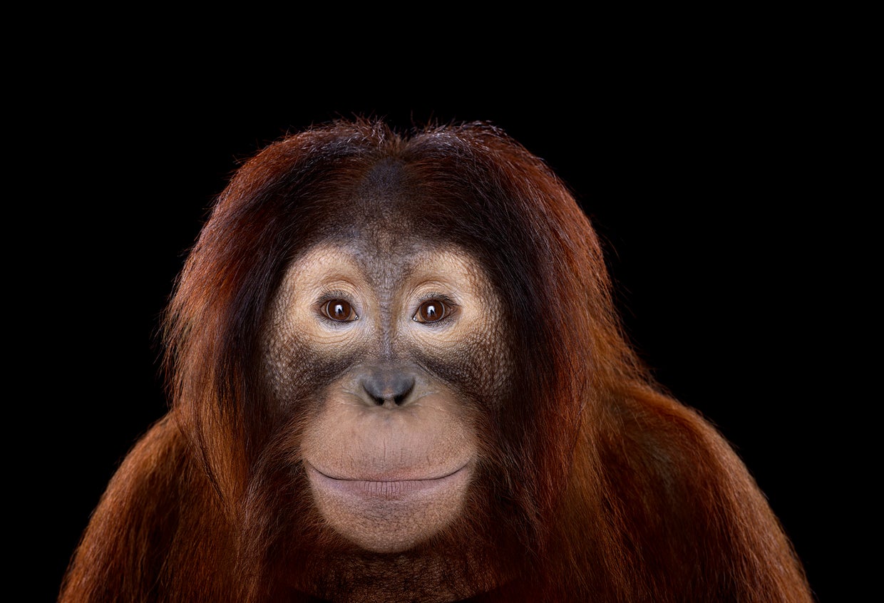 Staring contest: Uncanny animal portraits