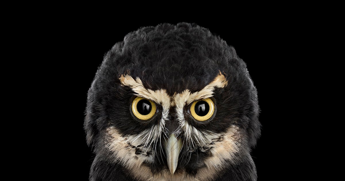 Staring contest: Uncanny animal portraits