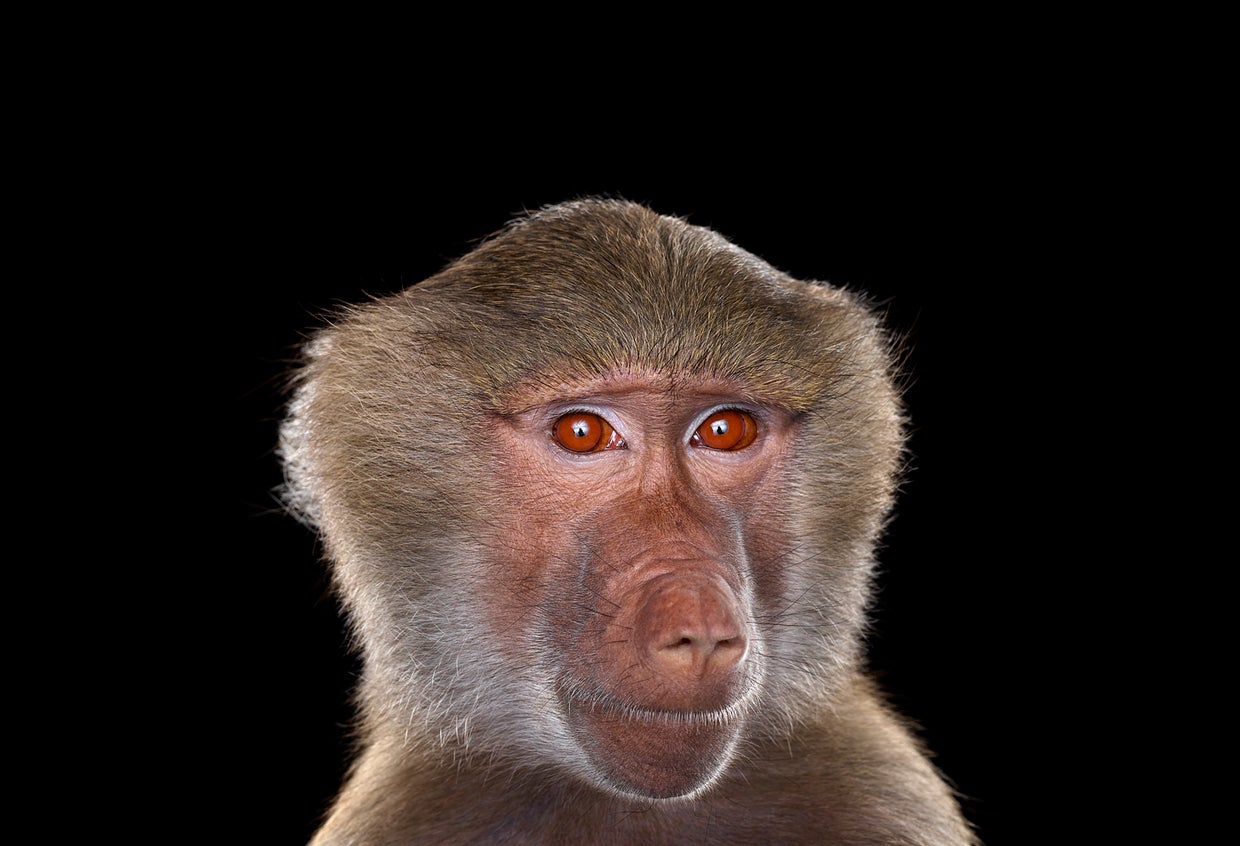 Staring contest: Uncanny animal portraits