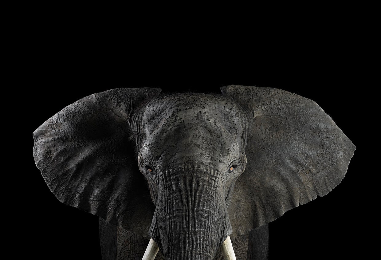 Staring contest: Uncanny animal portraits