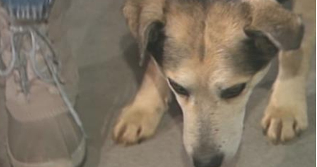After a decade on the streets, rescued dog has a new life - CBS News