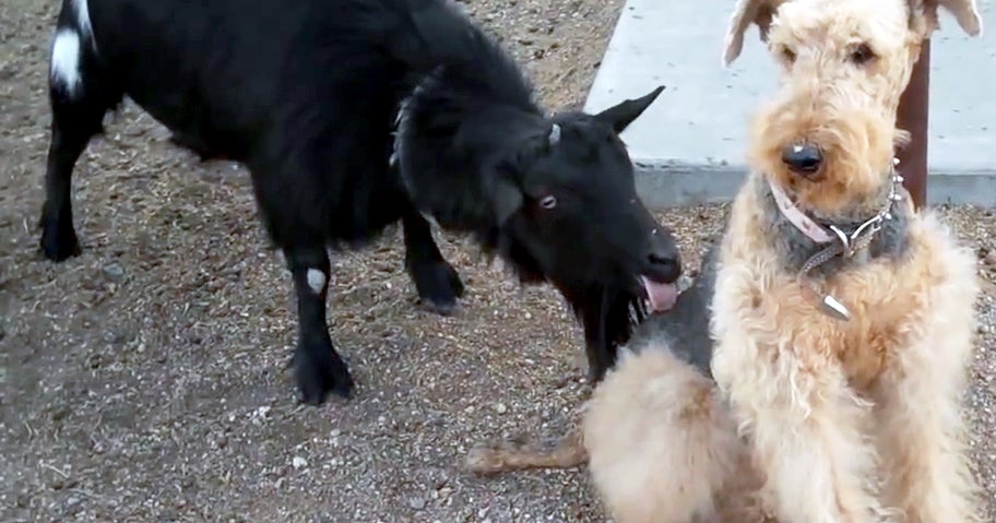 Goat licks dog -- and it's hilarious, this week on The Feed! - CBS News