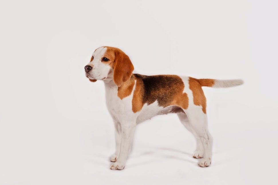 Most popular dog breeds in the U.S.