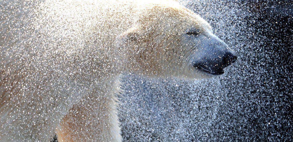world celebrates international polar bear day for conservation