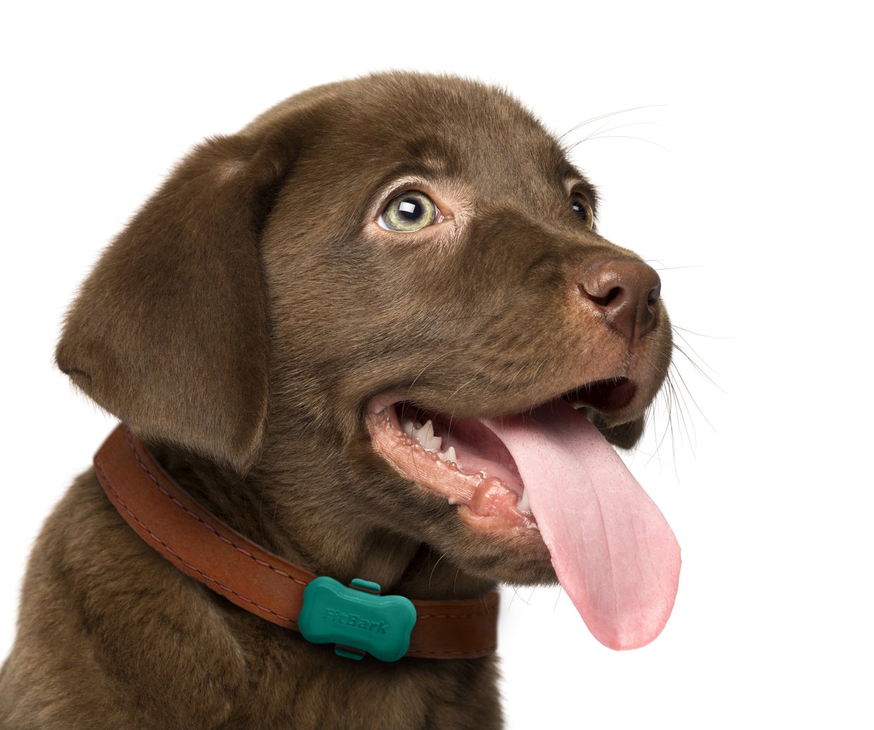 2014's Most popular dog breeds in the U.S.