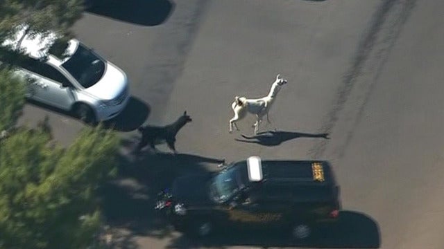 Animals on the loose