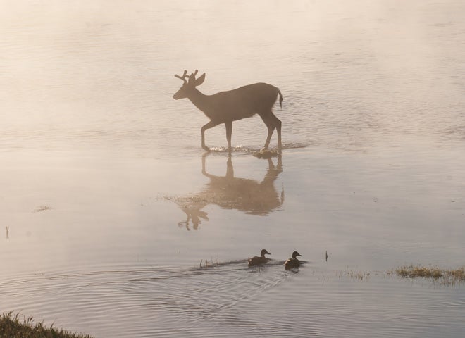 Winter in Yellowstone