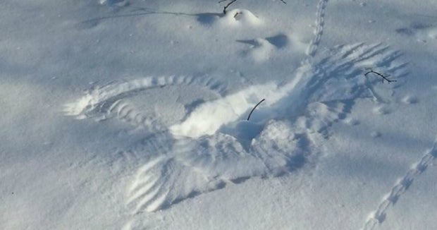 Snow print suggests abrupt end for critter in suburban Chicago - CBS News