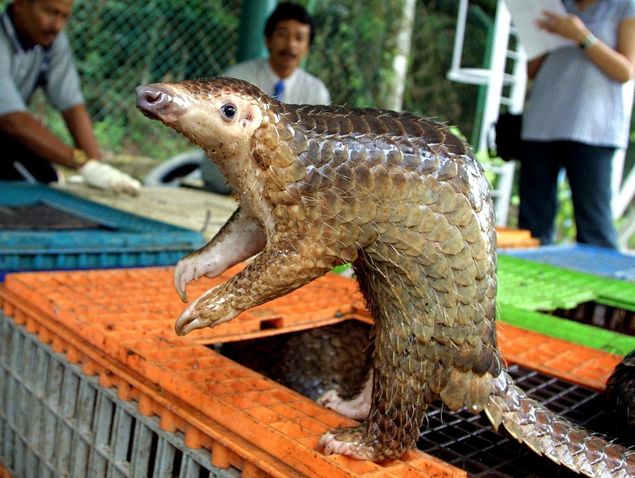 The pangolin is the most endangered animal you've never heard of - CBS News