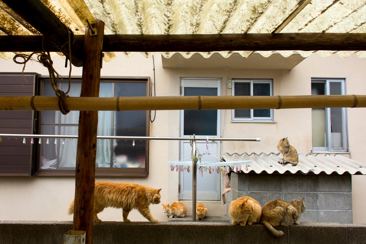 Cats outnumber people six to one on the remote Japanese island of Aoshima