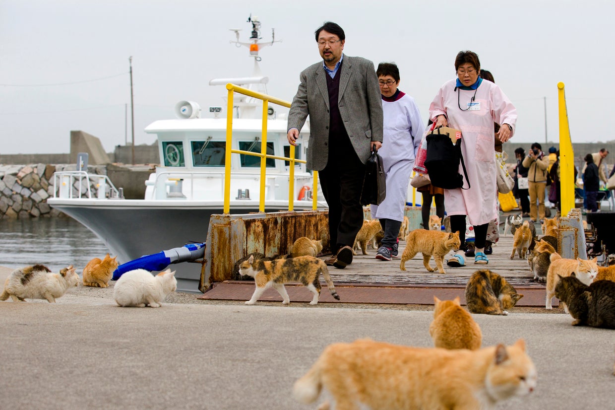 Cats outnumber people six to one on the remote Japanese island of Aoshima