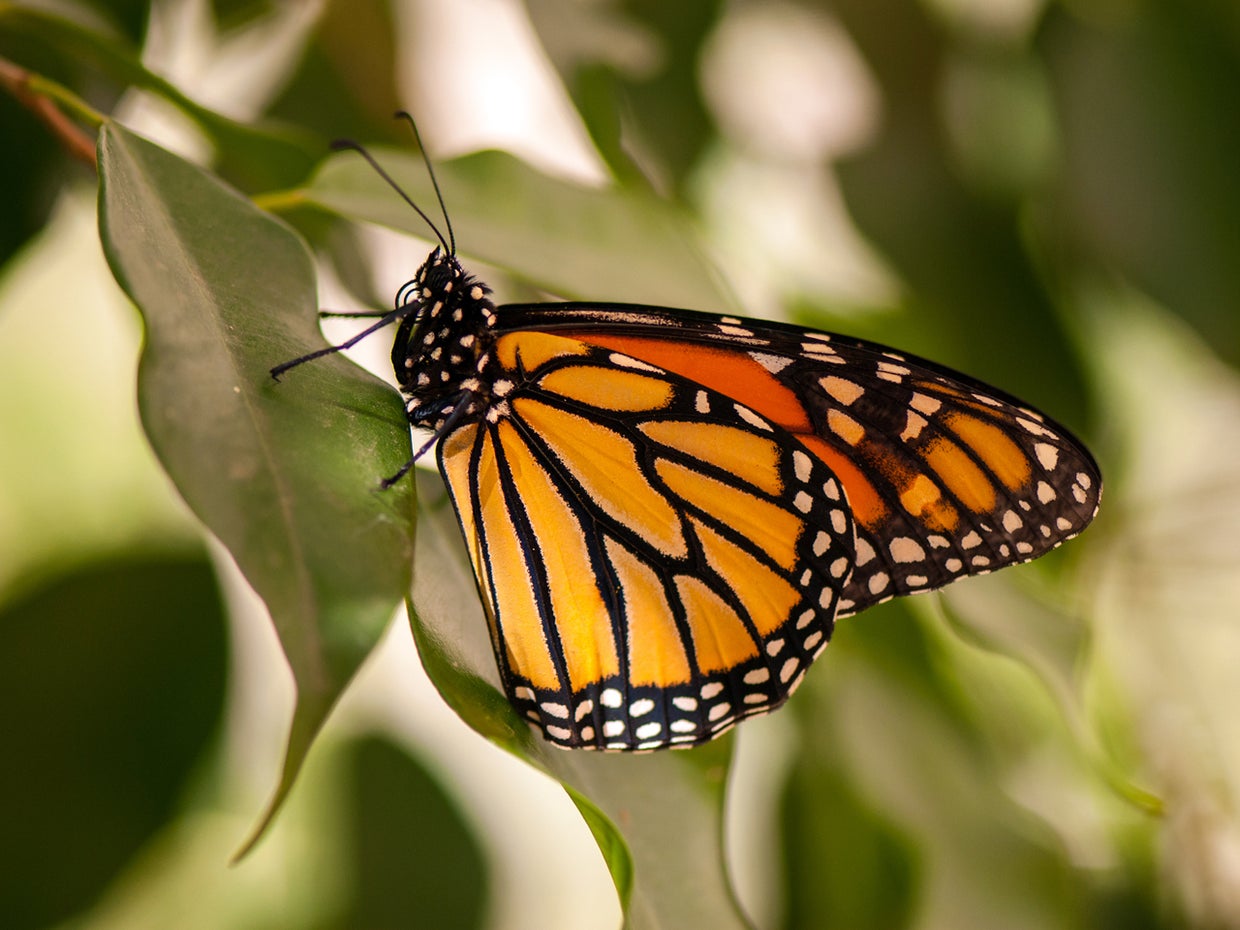 Monarch butterflies