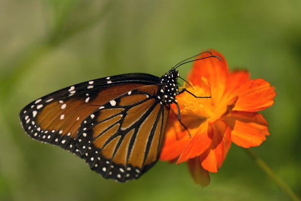 Monarch butterflies