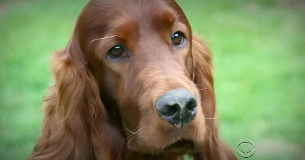 Pampered pooch poisoned by killer, but nobody knows why - CBS News