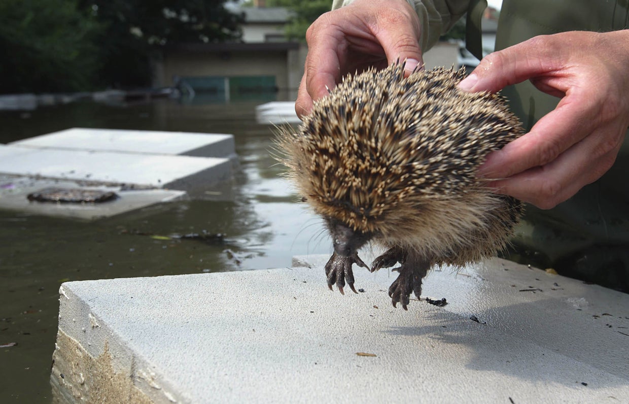 Scrappy animals who beat the odds