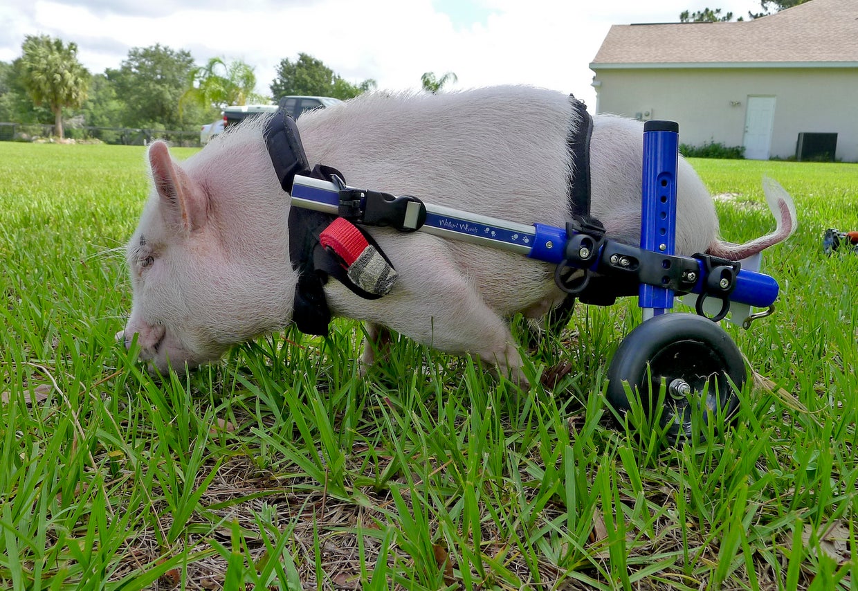 Scrappy animals who beat the odds