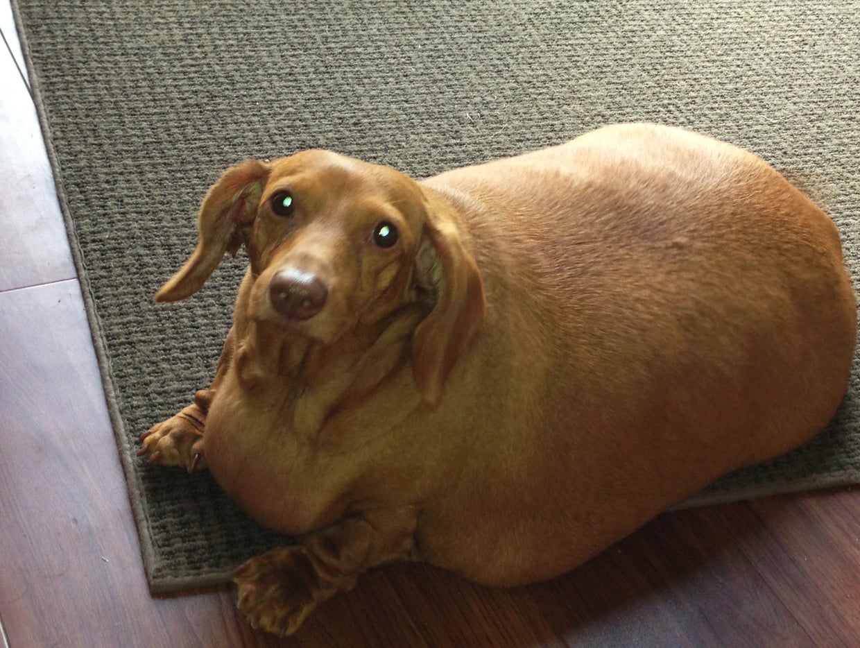 Scrappy animals who beat the odds