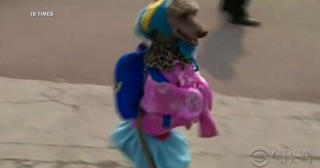 Poodle in China masters walking on hind legs - CBS News