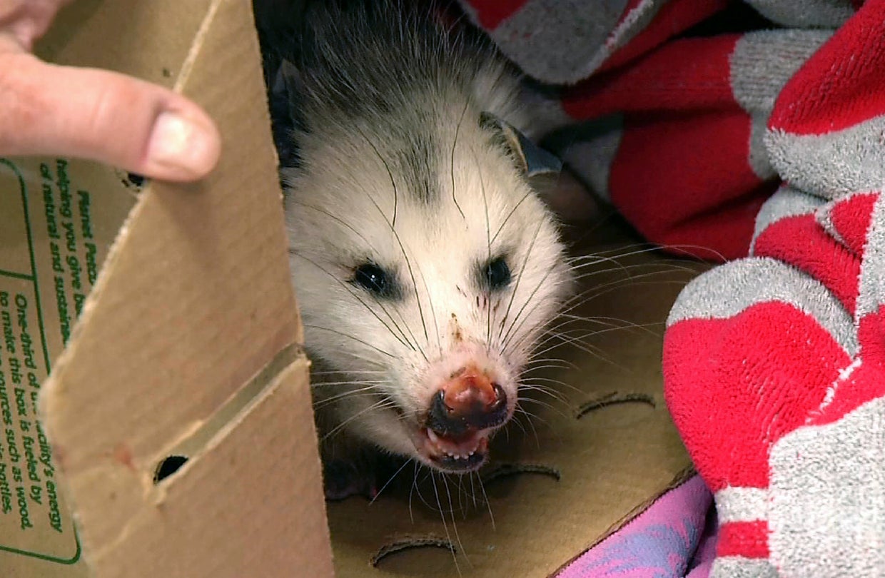 Scrappy animals who beat the odds