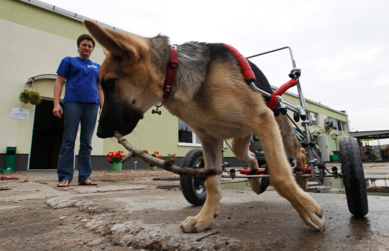 Scrappy animals who beat the odds