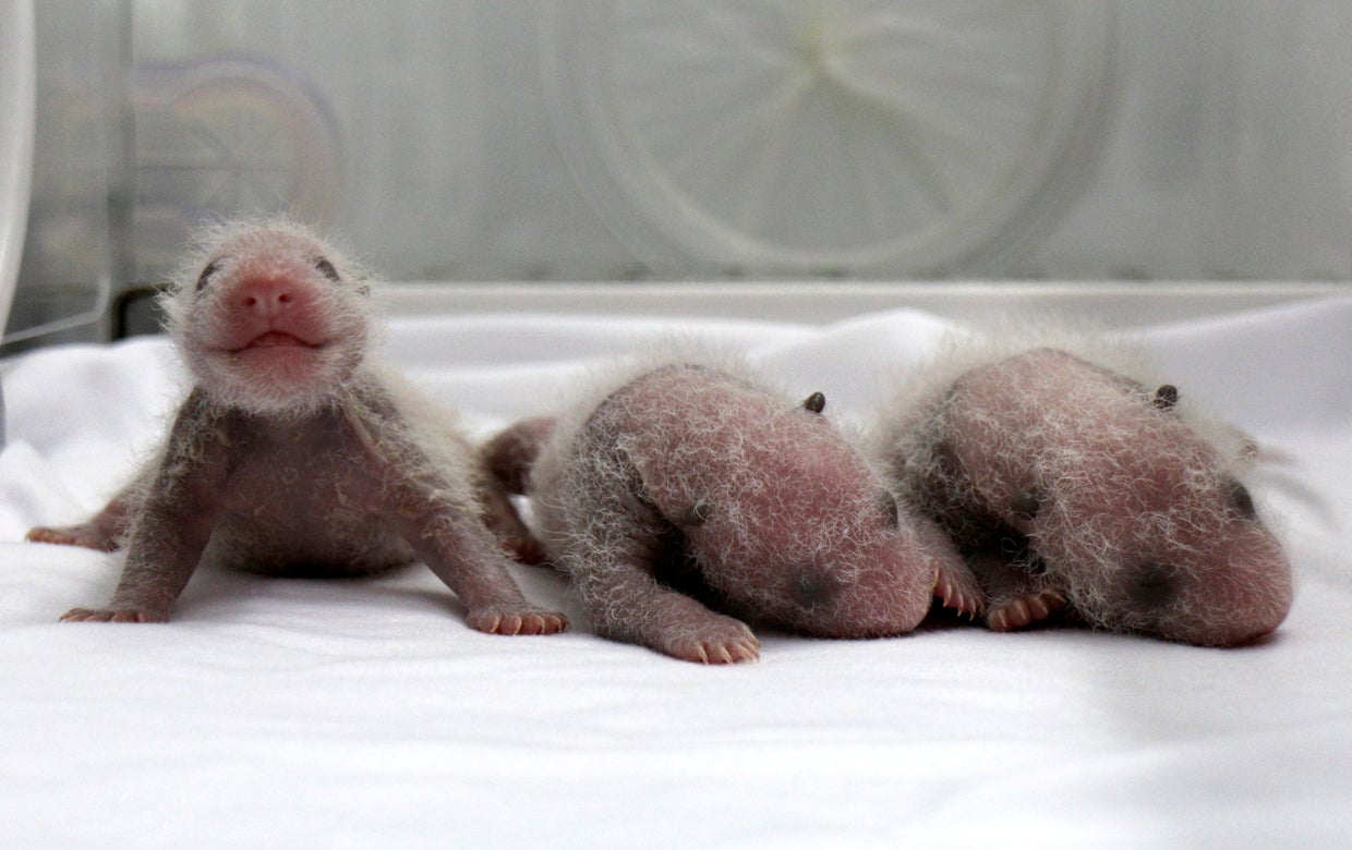 Scrappy animals who beat the odds