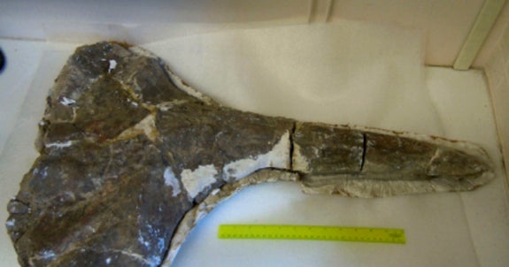 Prehistoric whale skull helps place humans' first steps - CBS News