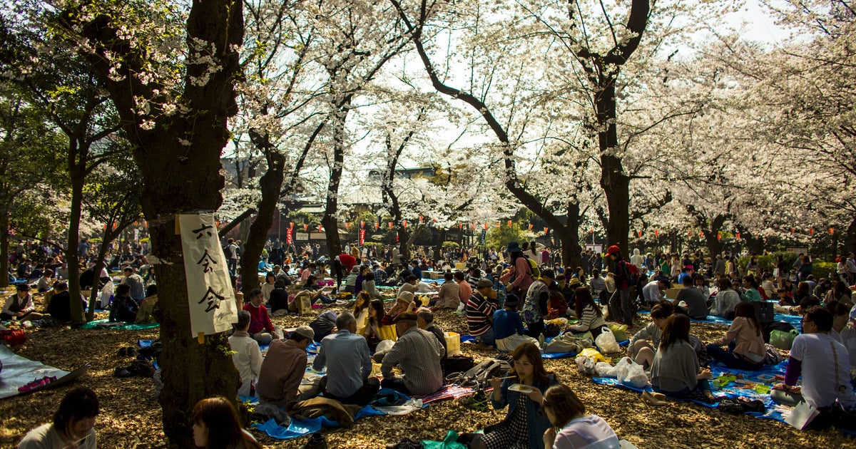"Tree census" estimates total number of trees on Earth - CBS News