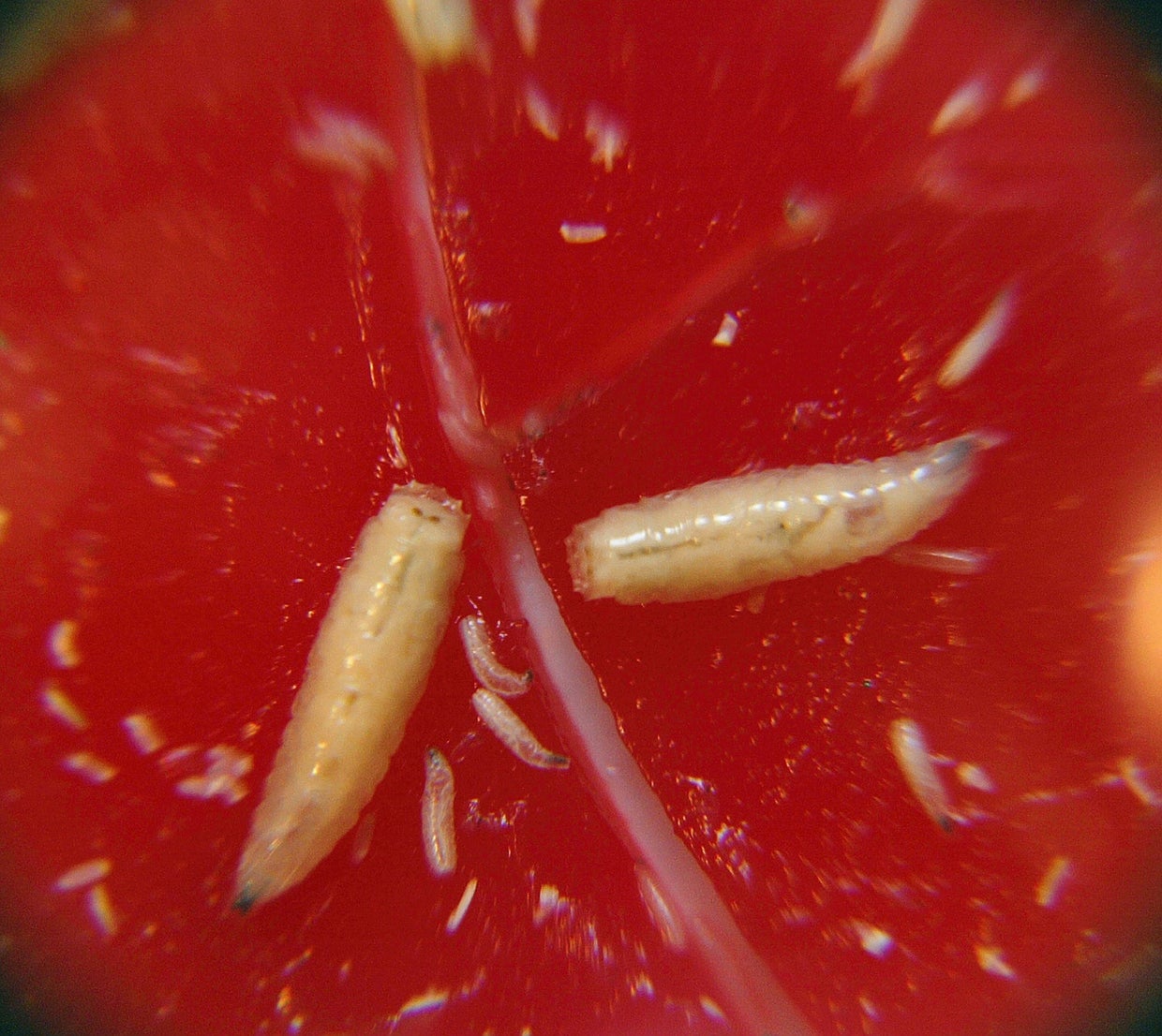 Medieval and ancient medicine we still use