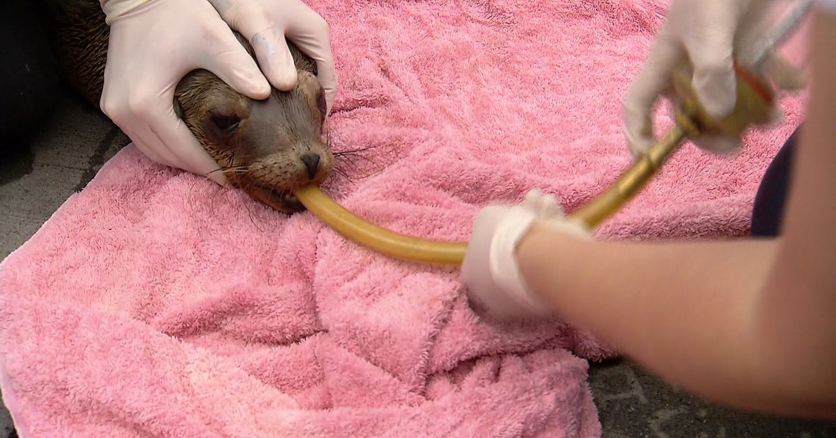 How veterinarians are saving Southern California's starving sea lion ...