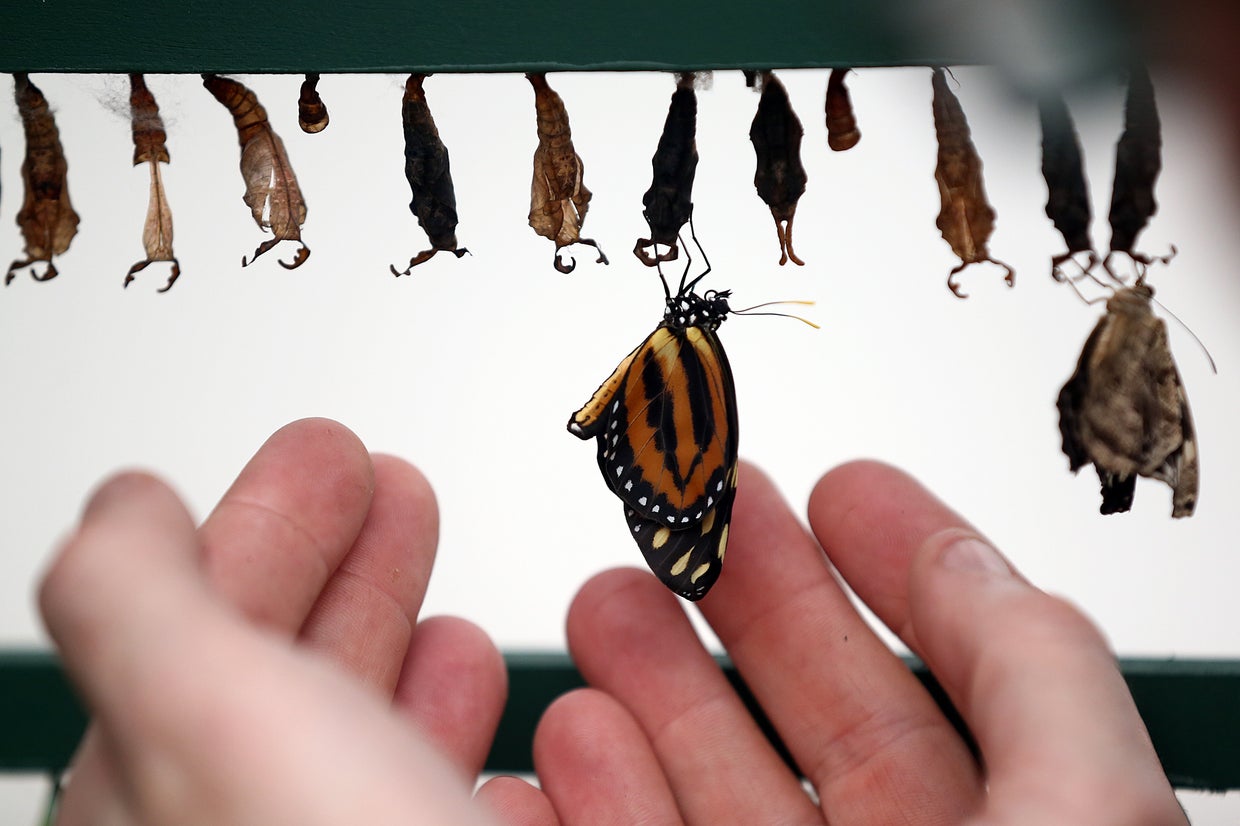 Sensational butterflies exhibit at London's Natural History Museum ...