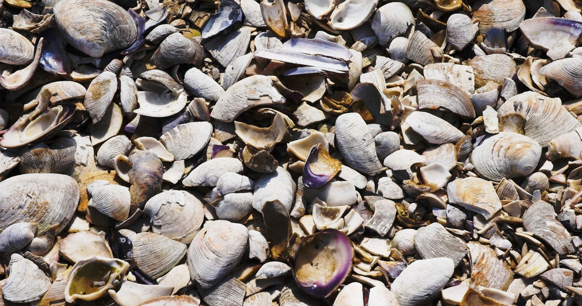 Contagious cancer killing East Coast clams - CBS News