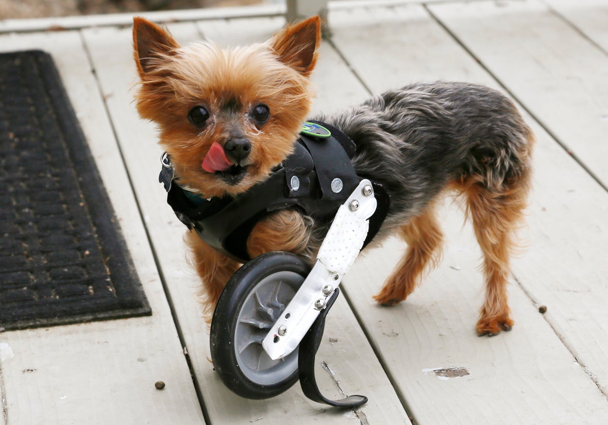 Paralyzed pets rock their wheels: 30 awesome animals