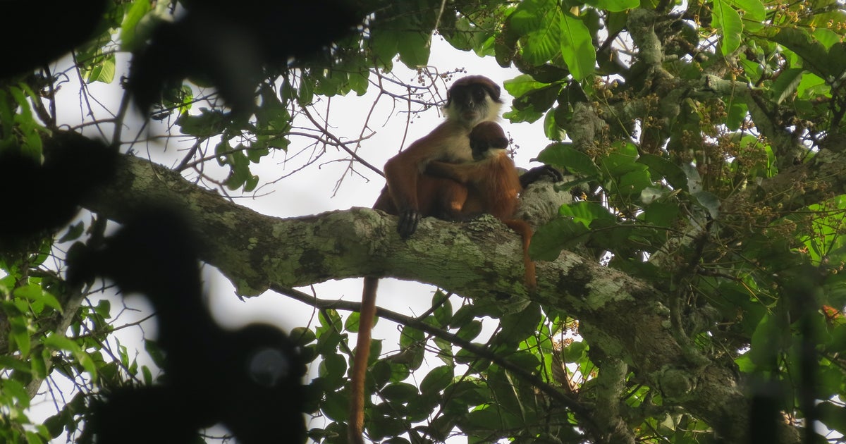 First-ever photos of rare monkey prove it's not extinct - CBS News