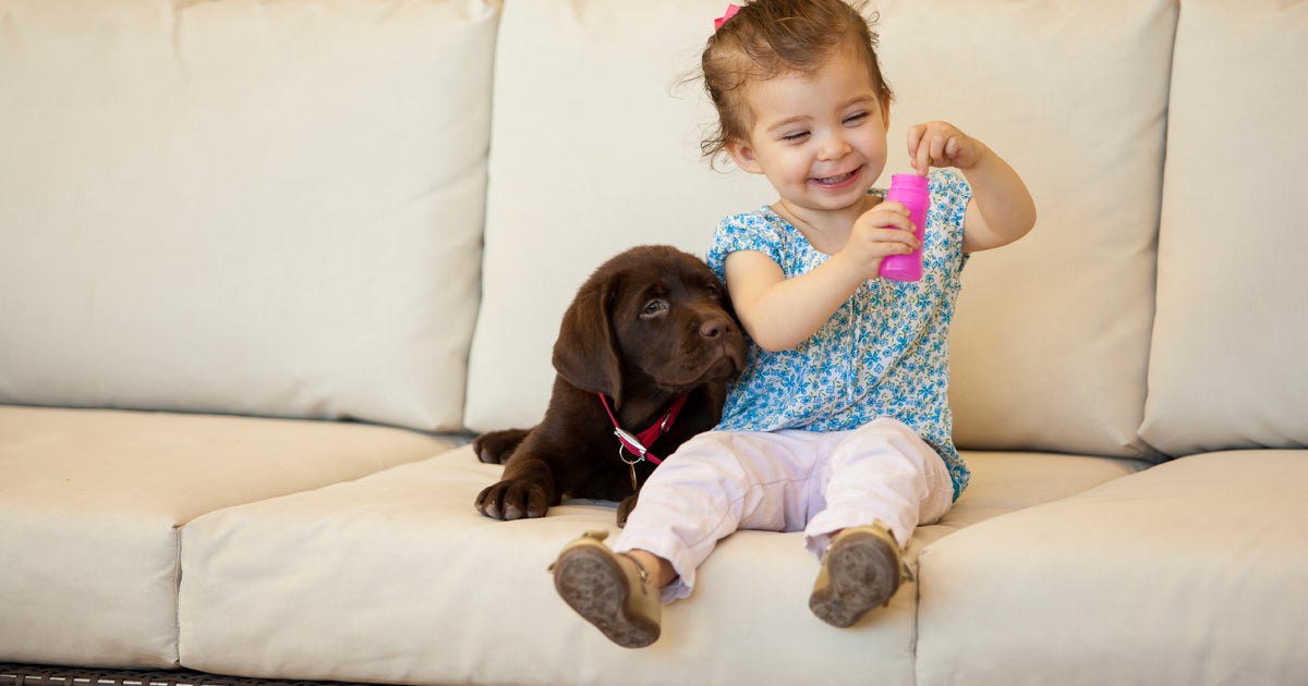 Dogs, cats and other pets can transmit infections to people - CBS News