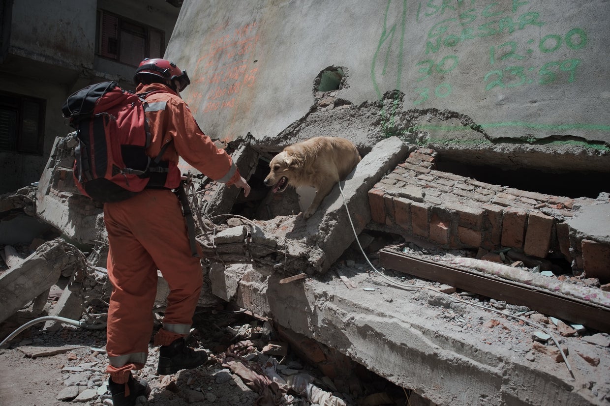 Sniffing out survivors: Dogs deploy after devastating Nepal earthquake