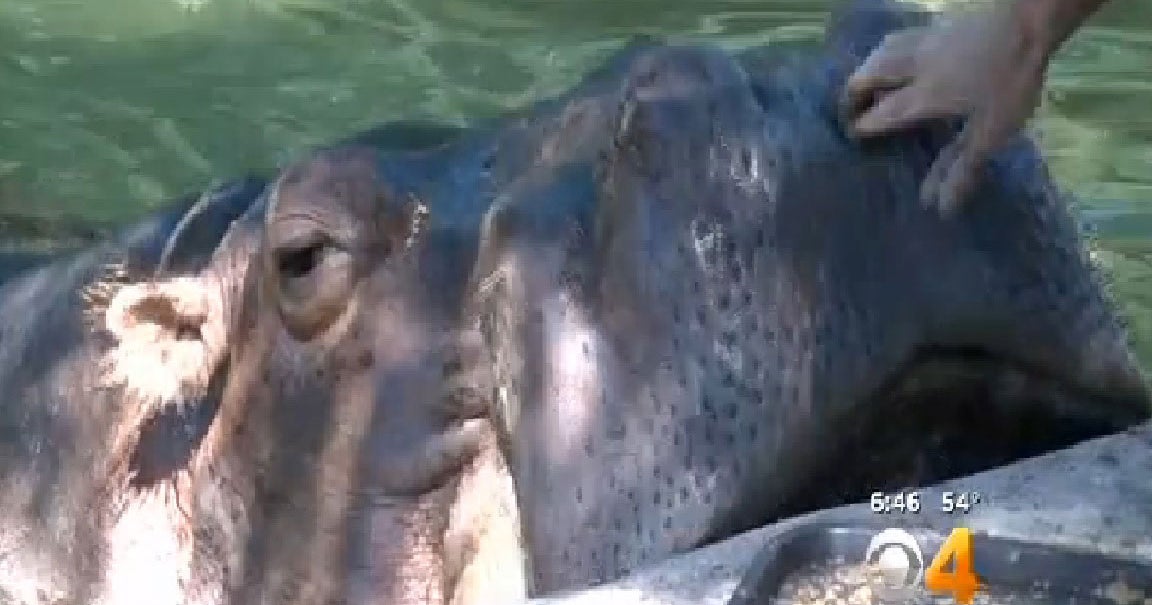Denver Zoo's oldest hippo dies at 58 - CBS News