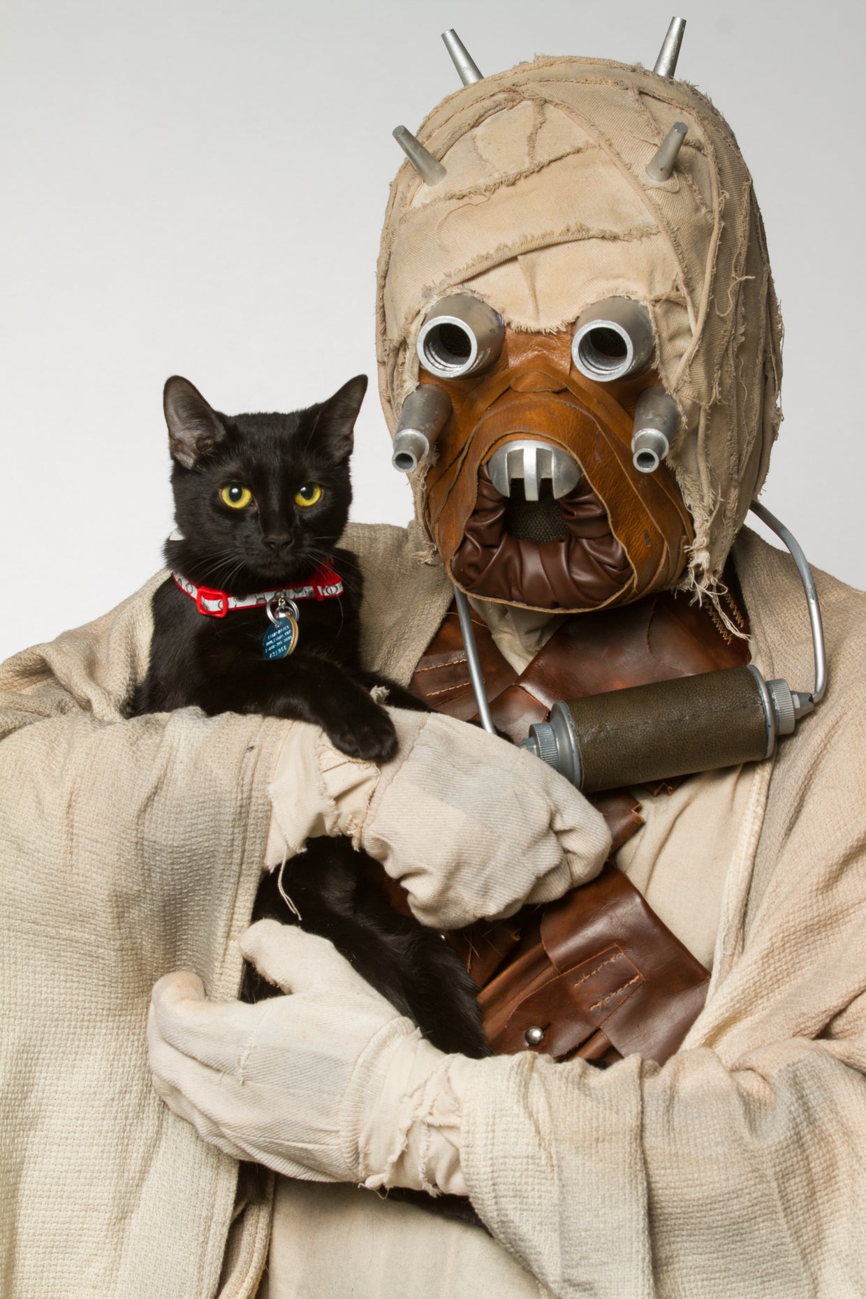 Shelter pets hopping on the Star Wars bandwagon