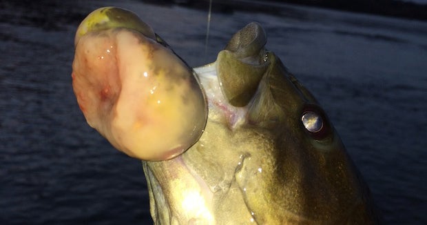 Cancerous fish found in Pennsylvania river - CBS News