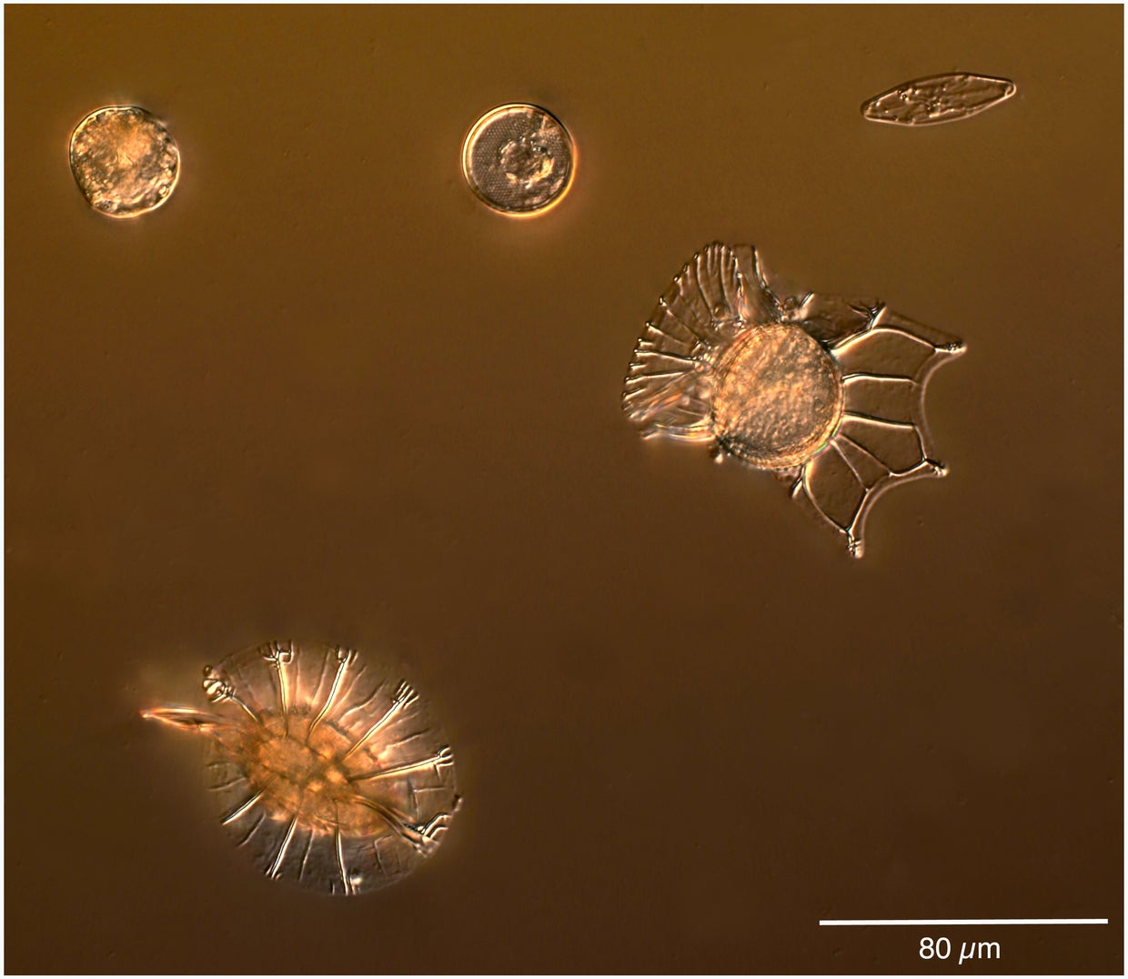 Magnificent microscopic creatures of the seas