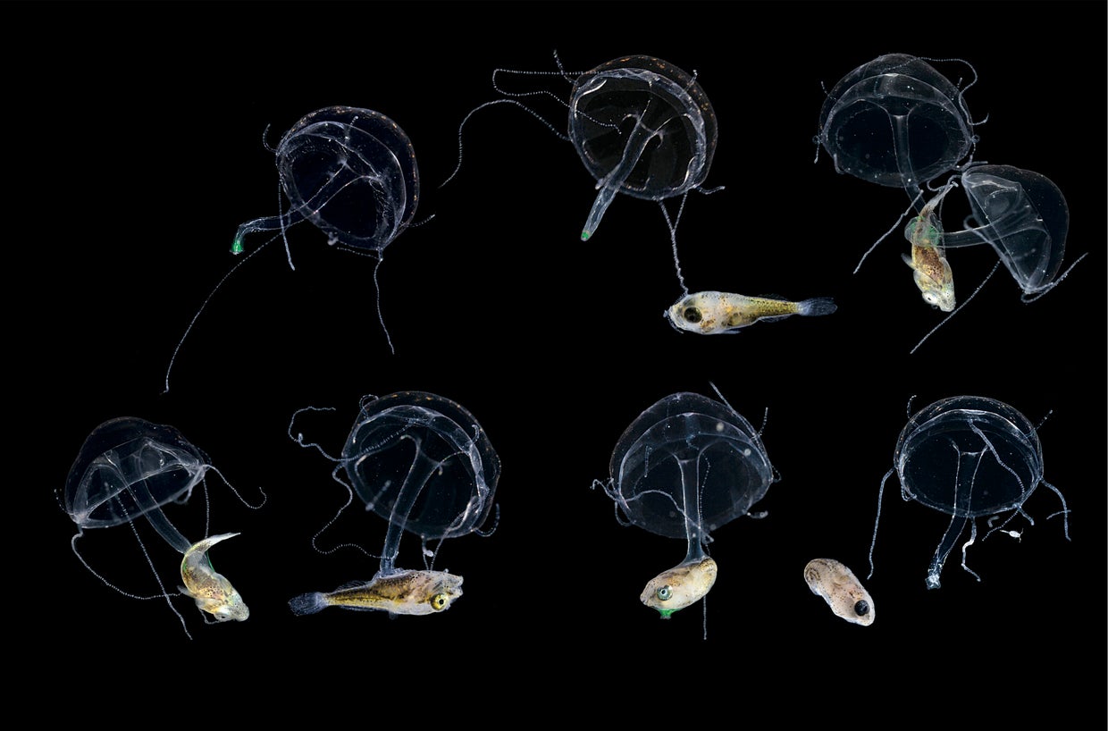 Magnificent microscopic creatures of the seas