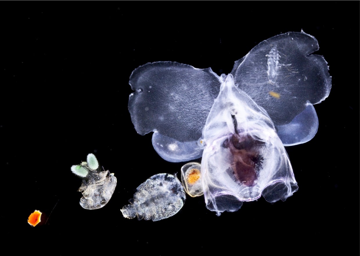 Magnificent microscopic creatures of the seas
