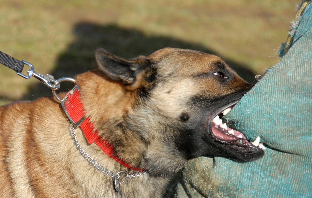 7 tips to protect kids from dog bites
