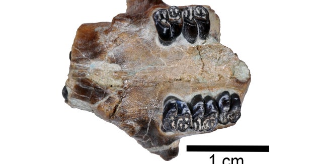Fossils of ancient beaver species found in Oregon - CBS News