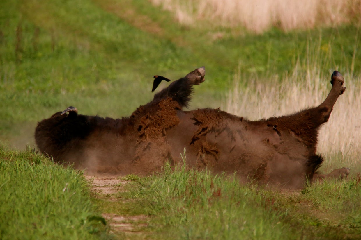 Back in brown: American bison return to the Midwest - CBS News