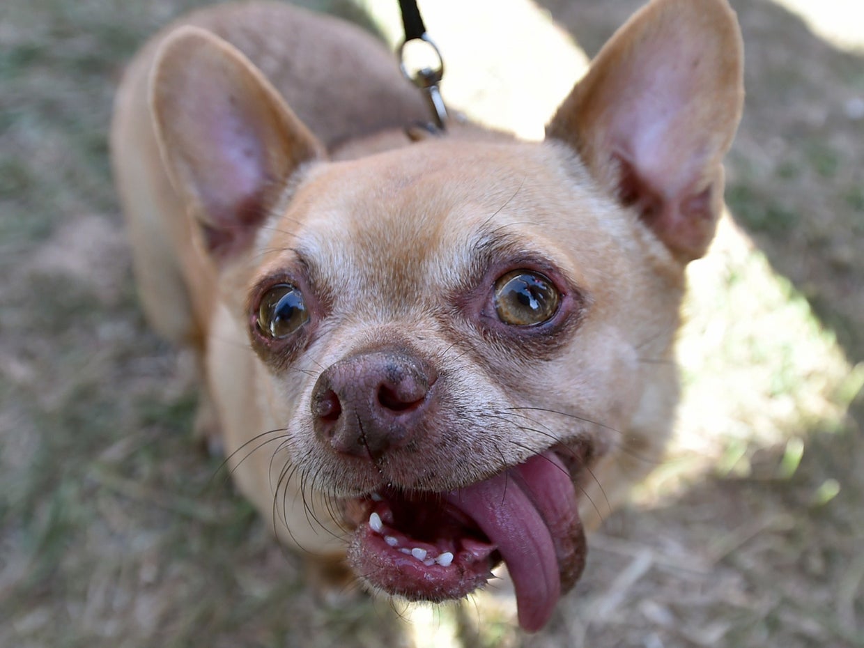 World's Ugliest Dog Contest 2015