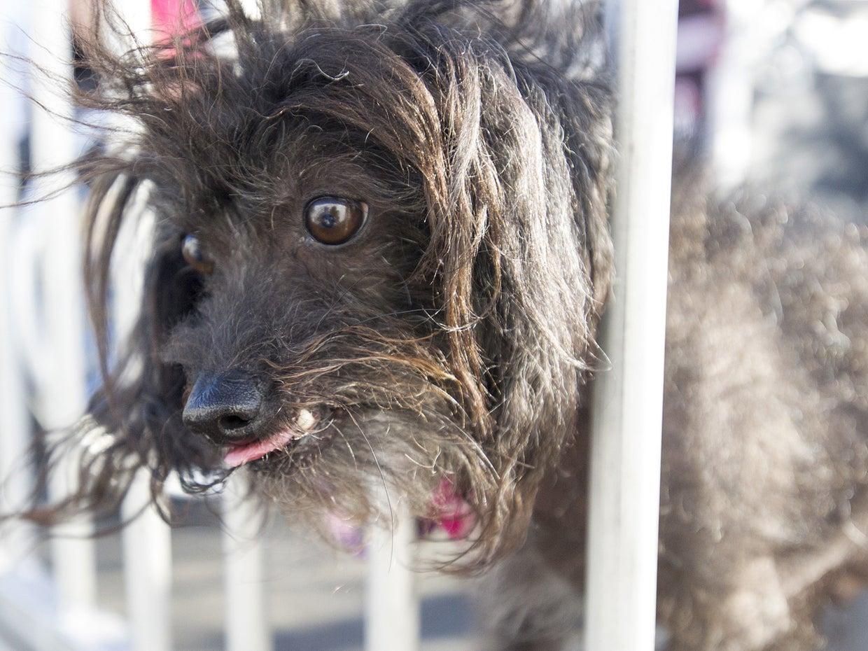 World's Ugliest Dog Contest 2015